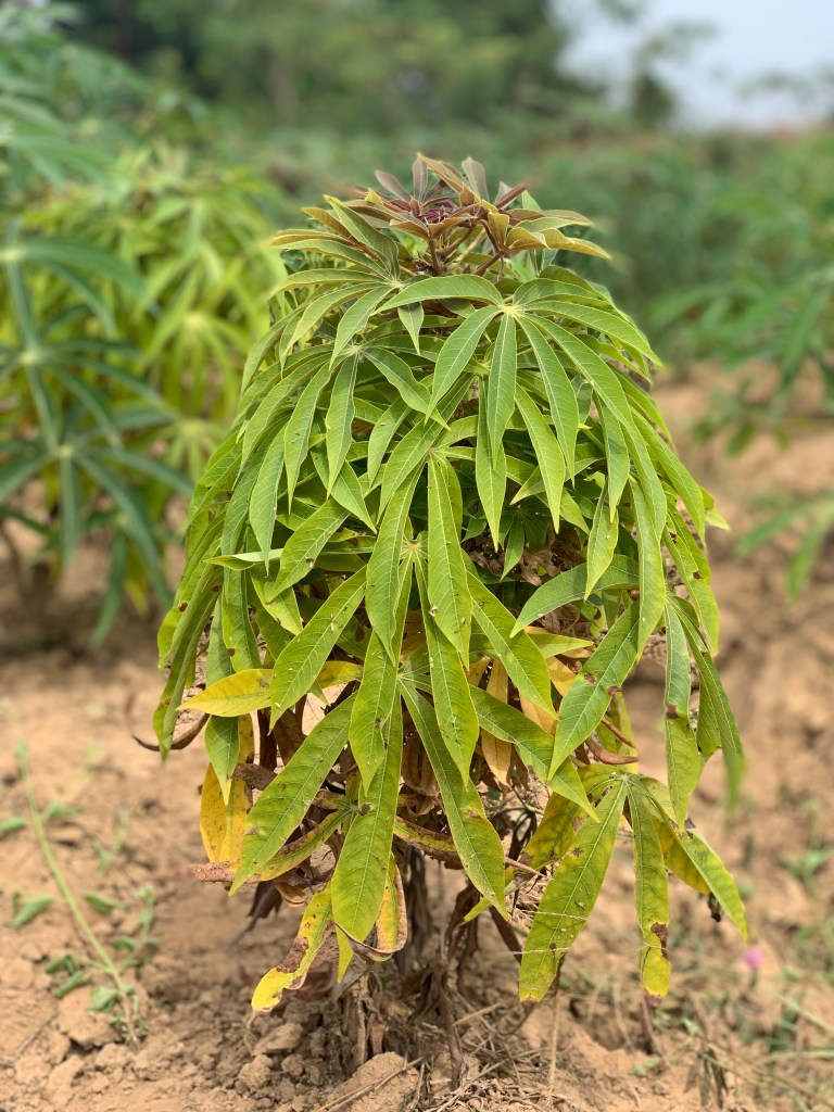 Screening for CWBD resistance – Sustainable cassava disease solutions ...